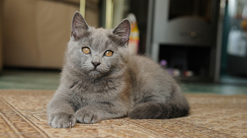 Chartreux - Kattenrassenwijzer