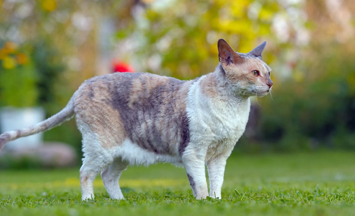 Cornish Rex - Kattenrassenwijzer