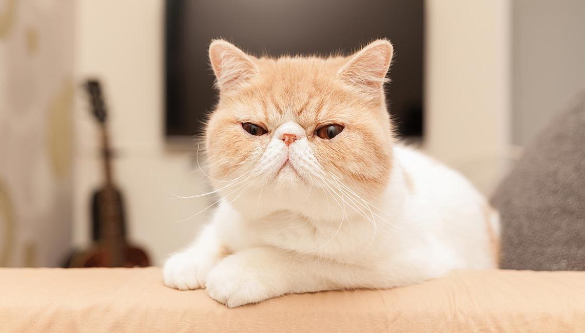 Exotische korthaar - Kattenrassenwijzer