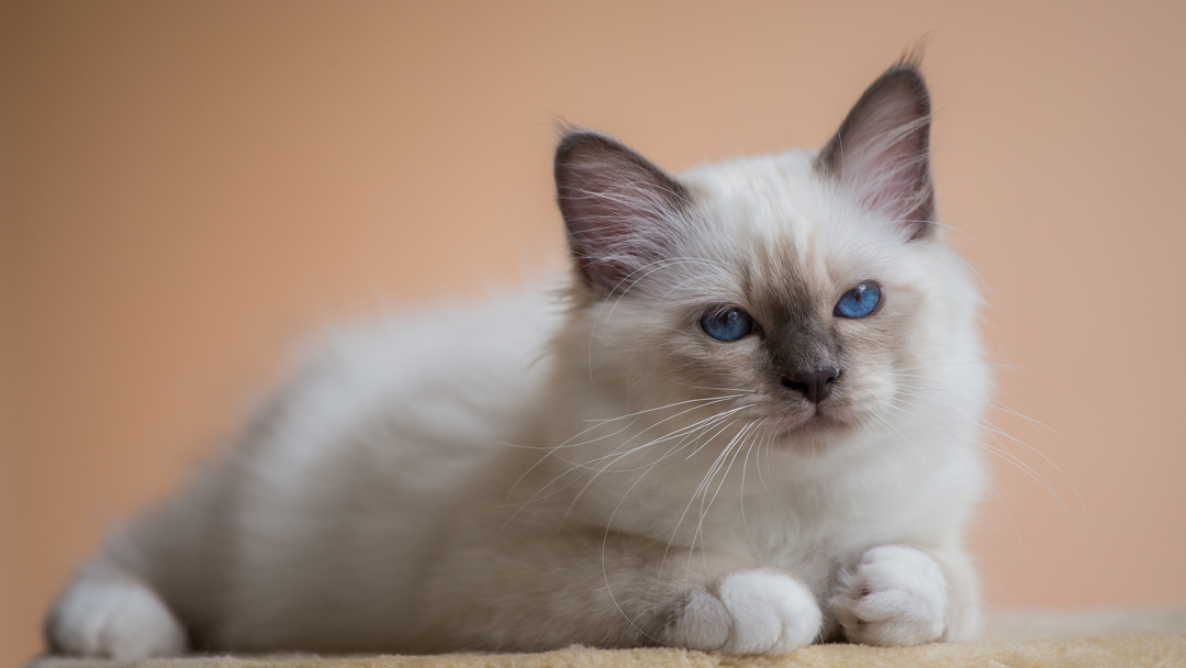 Heilige Birmaan - Kattenrassenwijzer