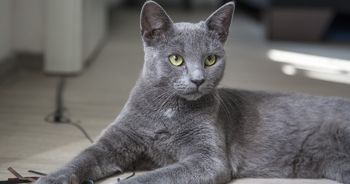 Korat kat - Kattenrassenwijzer