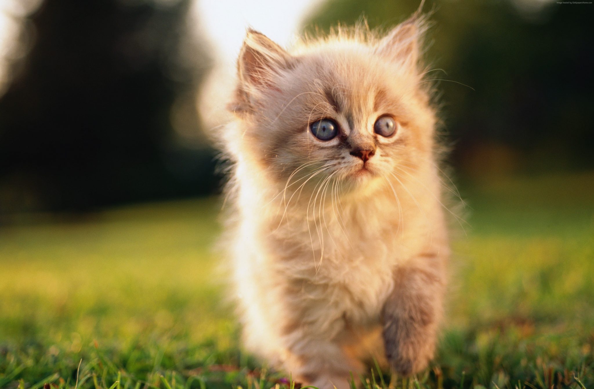 De 10 populairste kattenrassen - Kattenrassenwijzer