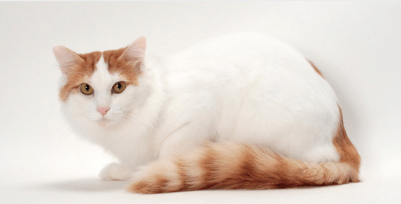 Turkse Van - Kattenrassenwijzer