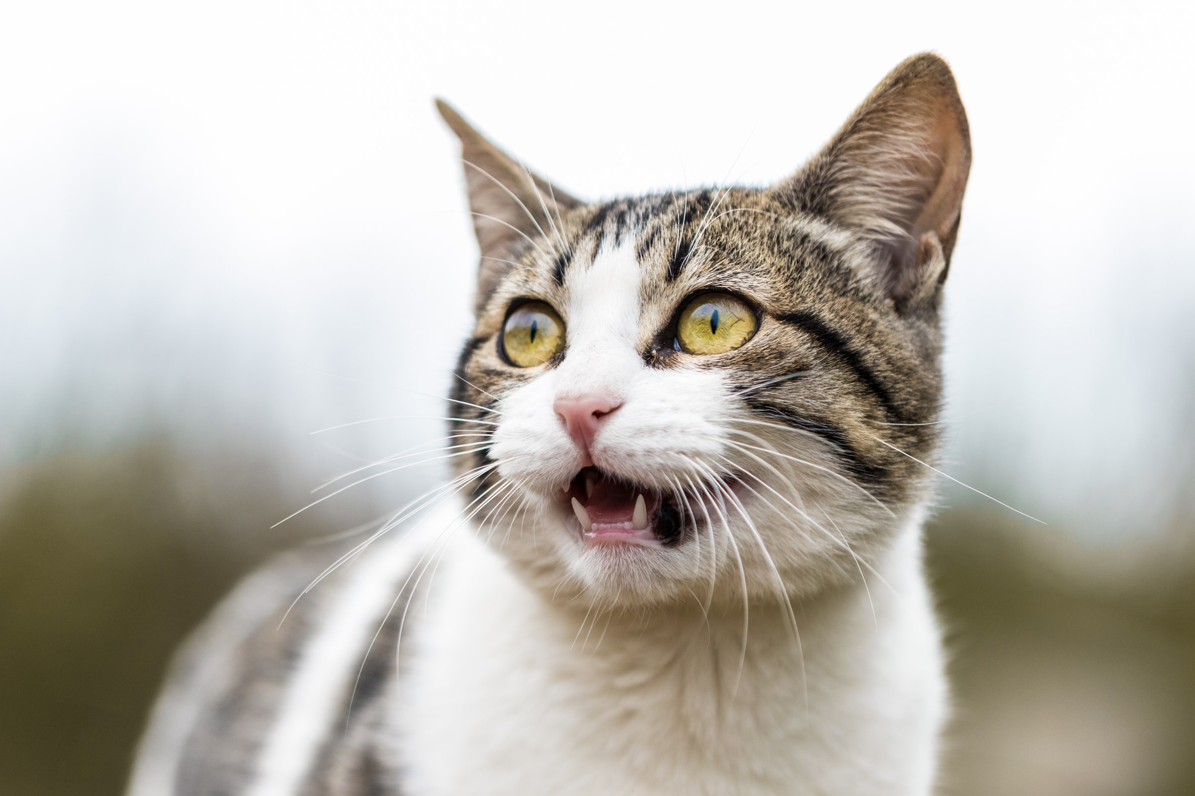 Waarom miauwen katten? - Kattenrassenwijzer